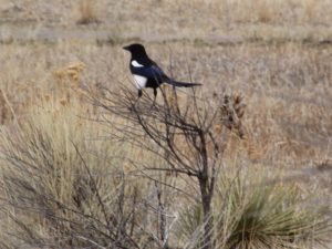 Black-billed Magpies - Naturalist Perspective